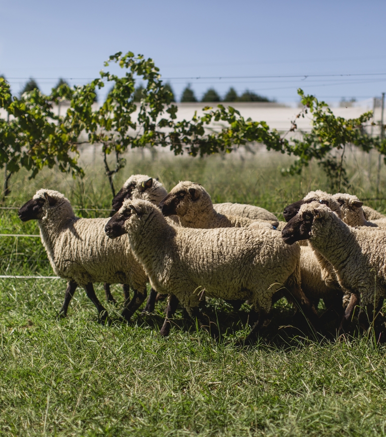 McVitty Grove & Tractorless Vineyard - Quicksand Food